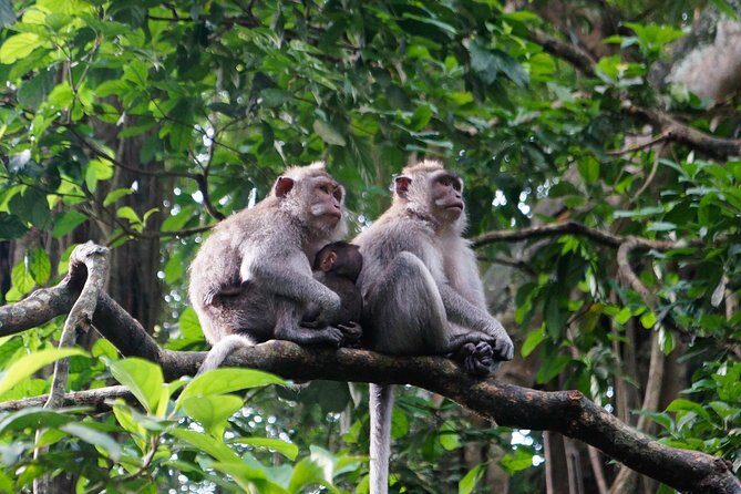 Bali Rafting + Rice Terrace + 1,5Hrs Balinese Massage + Lunch - FAQ