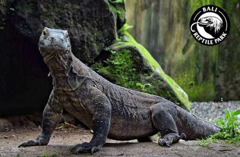Bali Reptile Park 1-Day Admission Ticket - Key Points