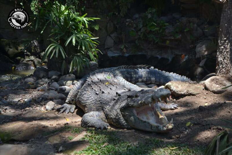 Bali Reptile Park 1-Day Admission Ticket - Who Will Love Bali Reptile Park?