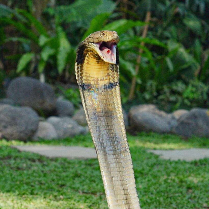 Bali Reptile Park 1-Day Admission Ticket - FAQs