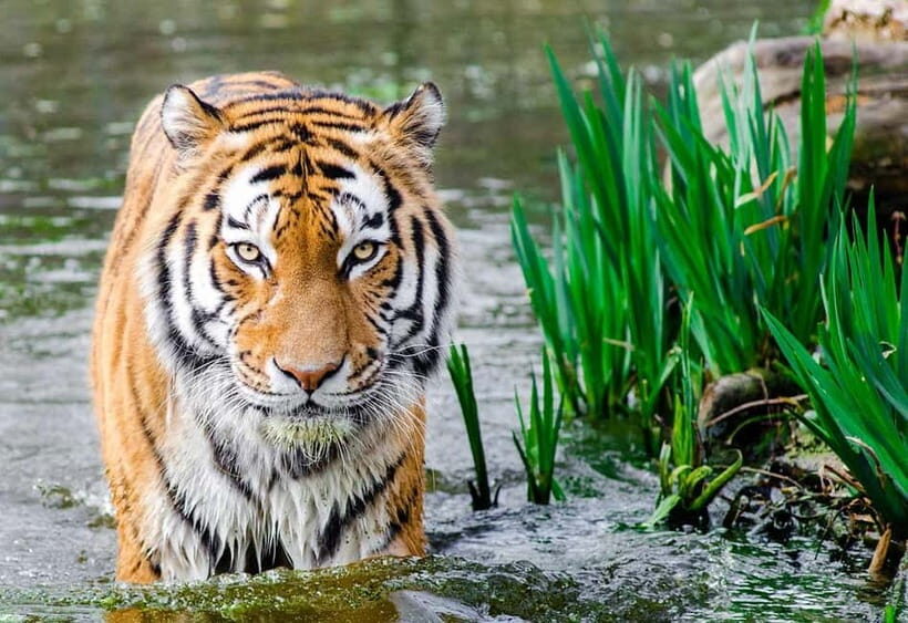 Bali: Safari Zoo and Ubud Palace and Market Day Tour - Cultural and Shopping Experiences in Ubud