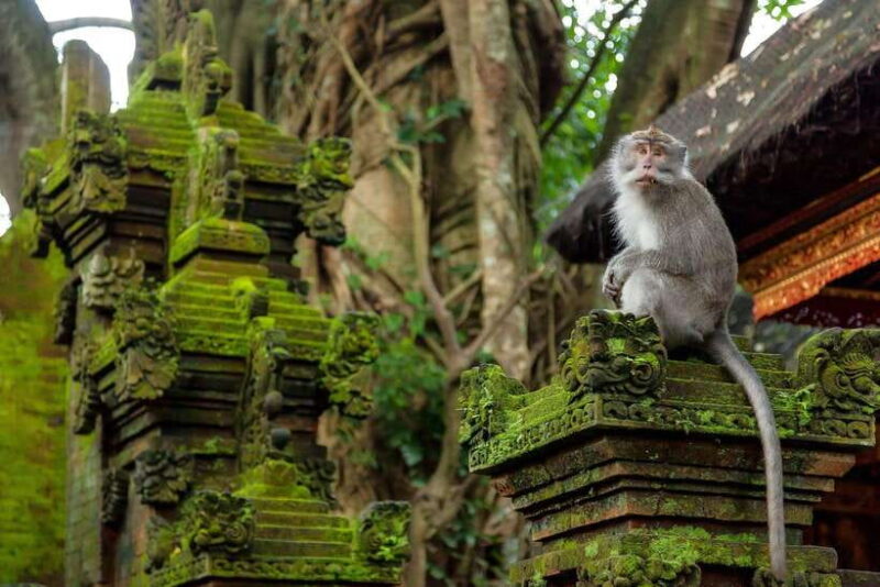 BALI :Sanctuary Monkey forest, rice terrace Water temple - FAQs
