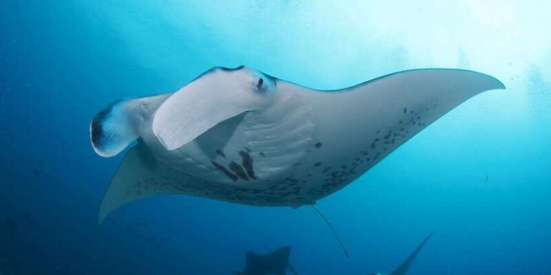 Bali Sanur: Scuba Diving day trip to Nusa Penida 3 dives - Food and Refreshments