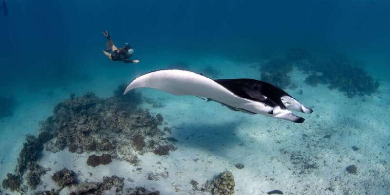 Bali Sanur: Snorkeling day trip to Nusa Penida 3 sites - FAQ