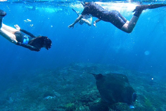 Bali Scuba Diving at Nusa Penida Manta Point For Certified Diver - What Reviewers Say