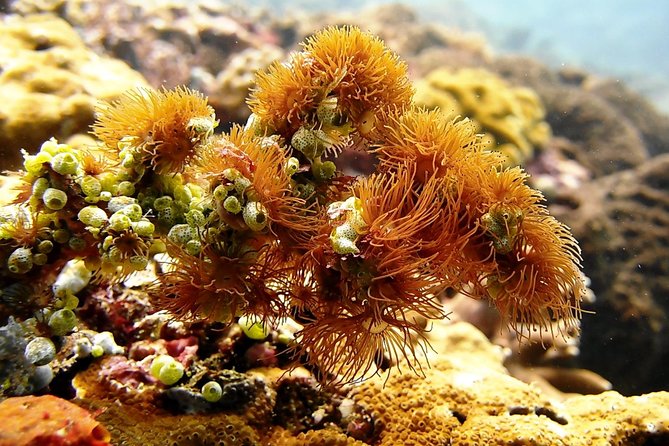 Bali Scuba Diving at Padang Bai for Certified Diver - Why This Tour Works: The Review Highlights