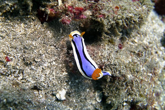 Bali Scuba Diving at Padang Bai for Certified Diver - The Marine Environment: What You’ll Likely Encounter