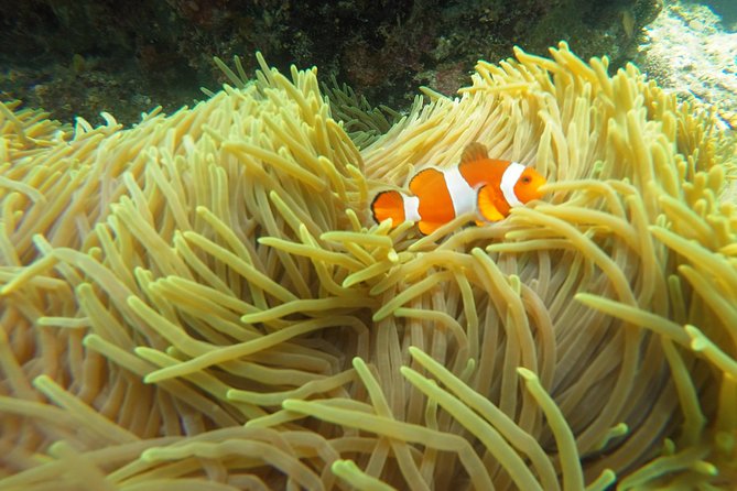 Bali Scuba Diving at Padang Bai for Certified Diver - The Sum Up: Is It Worth It?