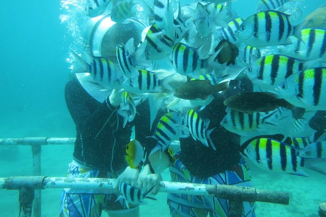 Bali Sea Walking Experience - FAQs