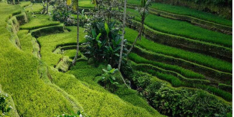 Bali: Secret Garden, Ulun Danu Temple and Waterfall Tour - Authentic Experiences and Real Traveler Feedback