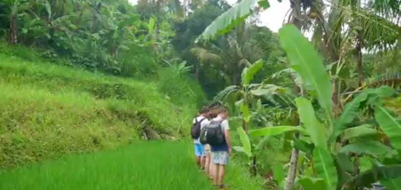 Bali: Sekumpul Waterfall and Fiji Waterfall Private Tour - Return Journey and Optional Additional Sights