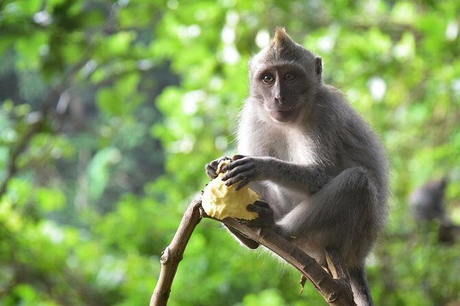 Bali Sensational: Ubud and Tanah Lot Temple Tour - Who Will Love This Tour?