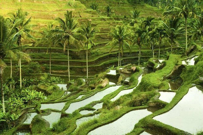 Bali Shore Excursion : Customize Private Full day Tours - What to Expect from the Bali Private Tour