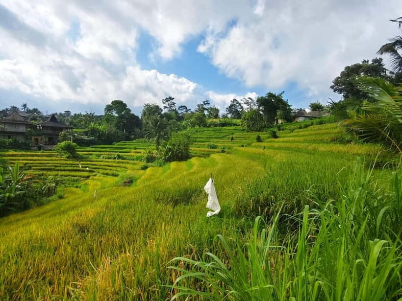 Bali: Sidemen Rice Field Trek and Local Lunch - Key Points