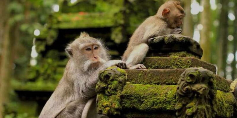 Bali: Silver class, monkey forest, rice field, coffee farm - Transportation and Group Size