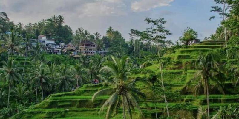 Bali: Silver class, monkey forest, rice field, coffee farm - What’s Not Included and What to Expect