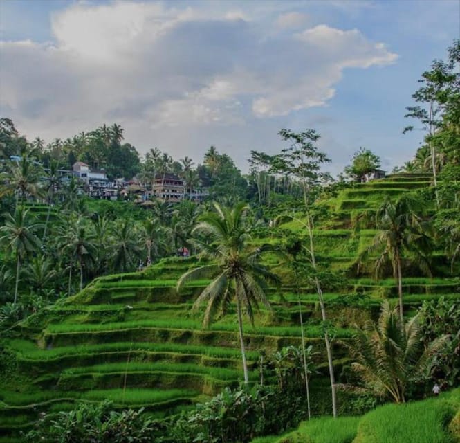 Bali: Silver class, monkey forest, rice field, coffee farm - Final Thoughts: Who Will Love This Tour?