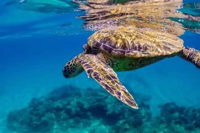 Bali Snorkeling at Blue Lagoon include private transport - FAQ