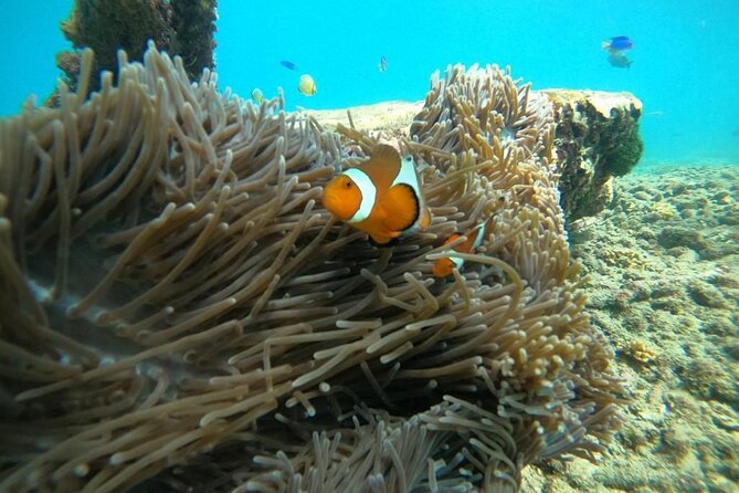 Bali Snorkeling At Bluelagoon Beach With Lunch Private Transport - Practical Tips for Participants