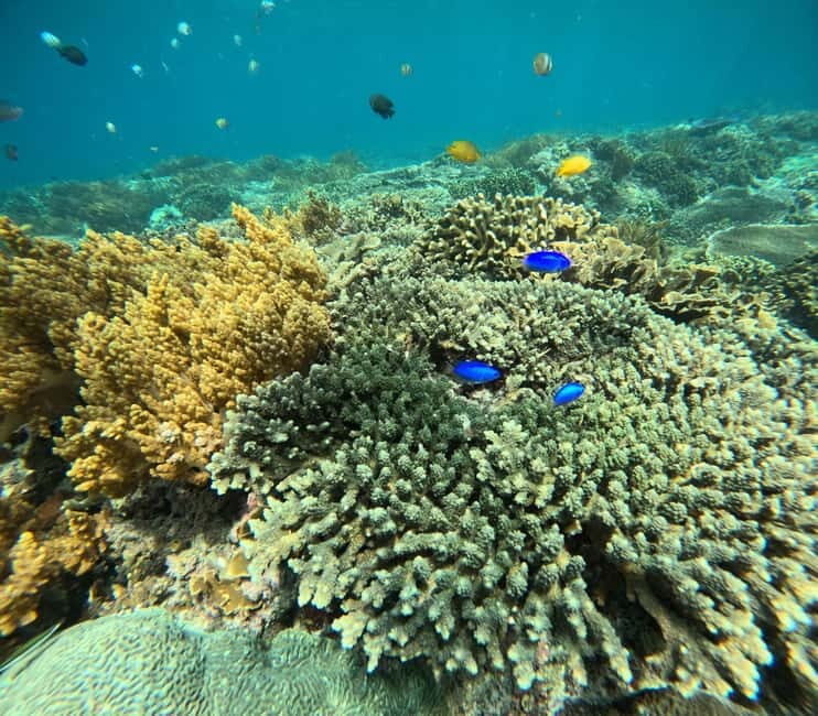 Bali: Snorkeling Blue Lagoon 2 Spot with Lunch and Transport - Final Thoughts: Who Will Love This Tour?