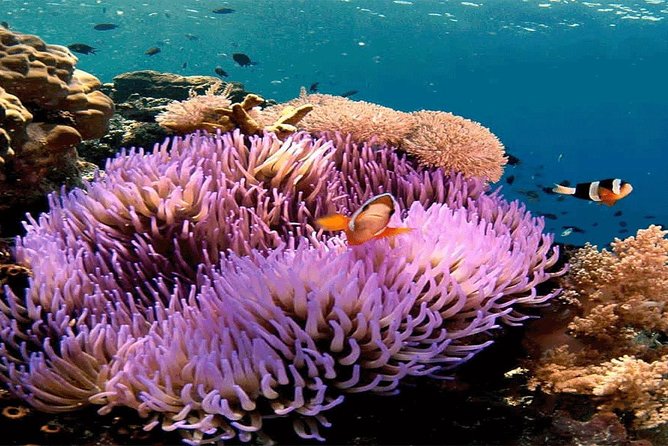 Bali Snorkeling Blue Lagoon and Tanjung Jepun All Included - Key Points