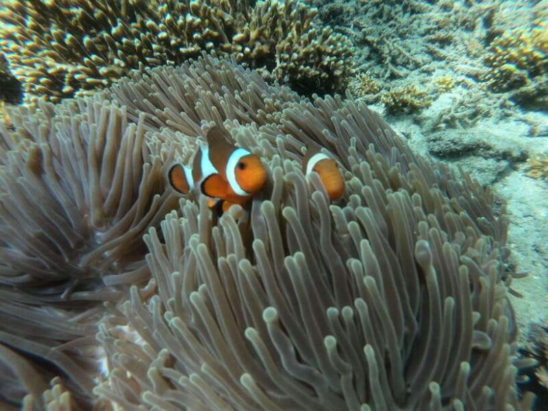 Bali Snorkeling: Blue Lagoon and Tanjung Jepun All Inclusive - What’s Included and What’s Not