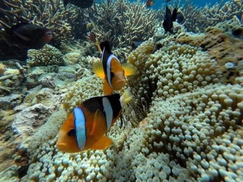 Bali: Snorkling Blue Lagoon Beach include Lunch & Transport - Whats Included and Why It Matters