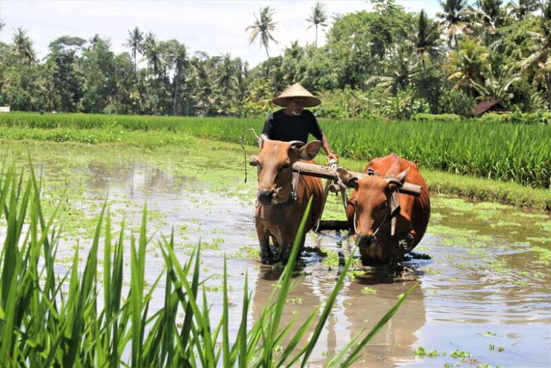 Bali: Subak Secrets Guided Tour with Farming Experience - Key Points