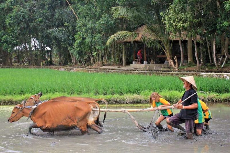 Bali: Subak Secrets Guided Tour with Farming Experience - Visiting the Sacred Water Temple: A Spiritual Anchor