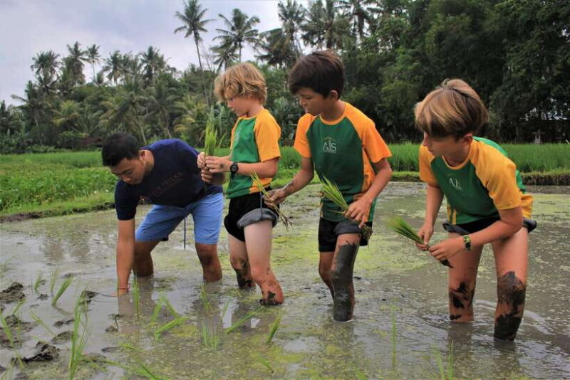Bali: Subak Secrets Guided Tour with Farming Experience - Walking Through Lush Rice Paddies