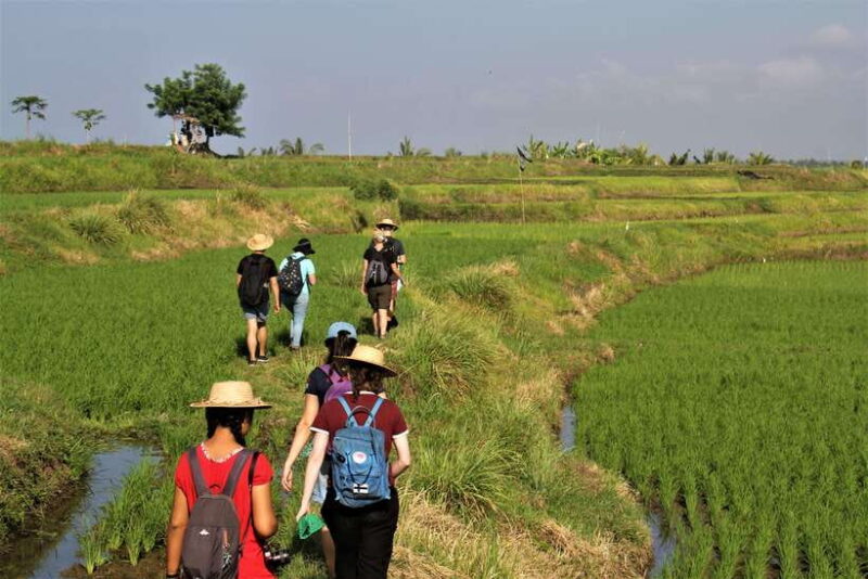 Bali: Subak Secrets Guided Tour with Farming Experience - Practicalities and Logistics