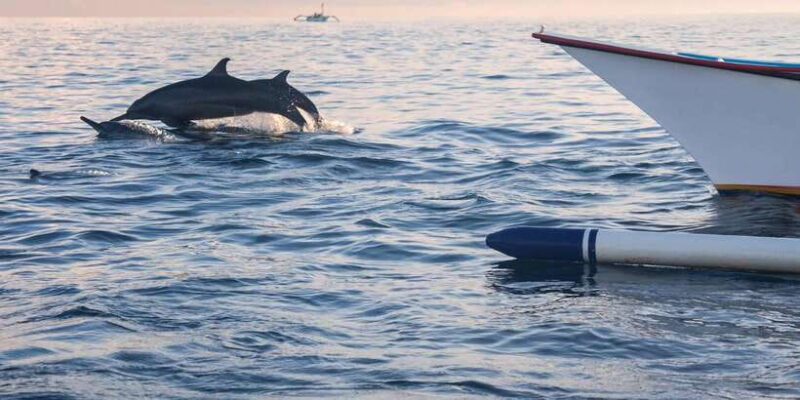 Bali: Swimming with dolphin & waterfal tour, all inclusive. - Who Will Love This Tour?