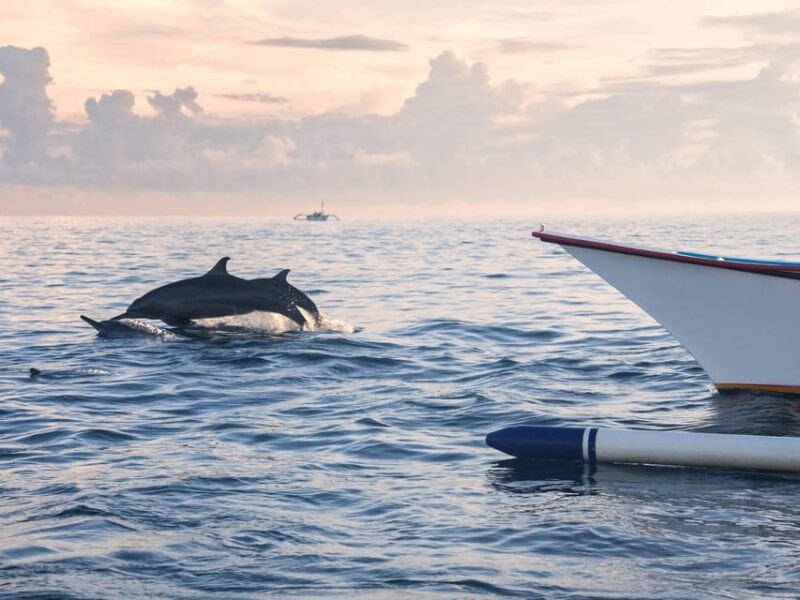 Bali: Swimming with dolphin & waterfal tour, all inclusive. - Frequently Asked Questions