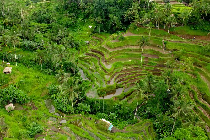 Bali Swing Activities and Ubud Full Day Tour - Who Is This Tour Best For?