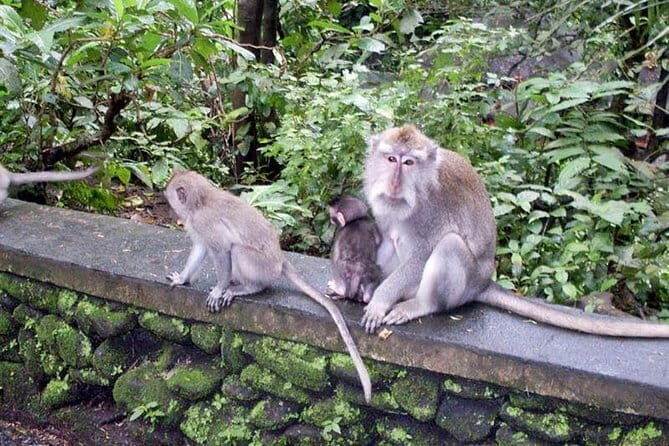 BALI SWING and TANAH LOT TEMPLE TOUR - The Sum Up
