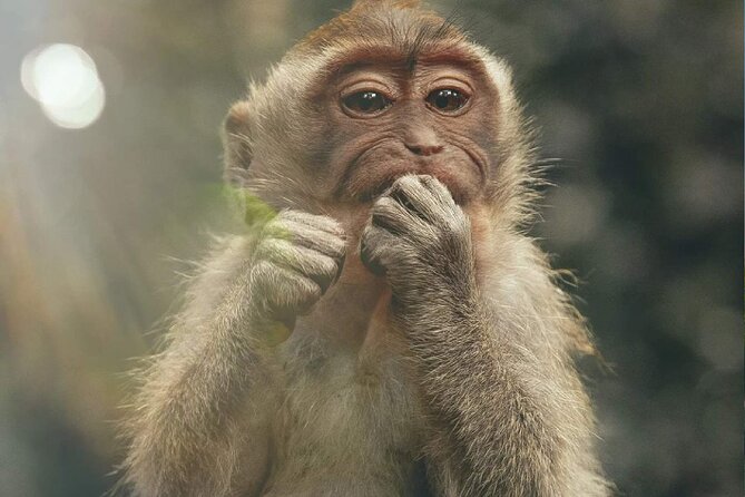 Bali Swing, Monkey Forest and Waterfall Tour - Who Will Love This Tour?