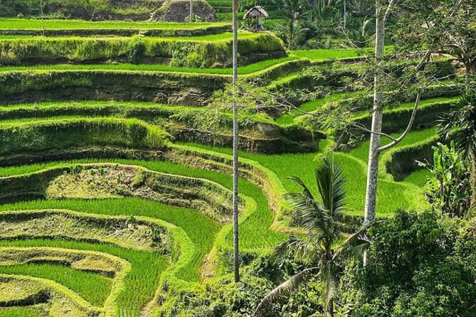 Bali Swing, Monkey Forest and Waterfall Tour - FAQ