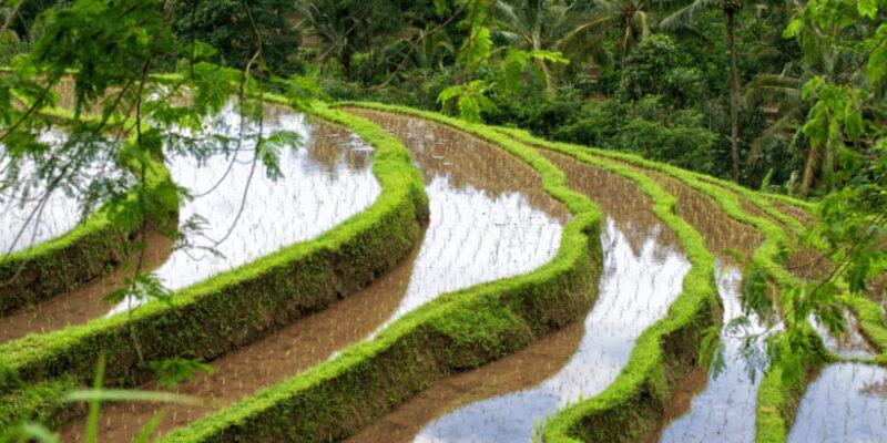 Bali: Tanah Lot, Jatiluwih Terrace, & Ulundanu Beratan Tour - Key Points