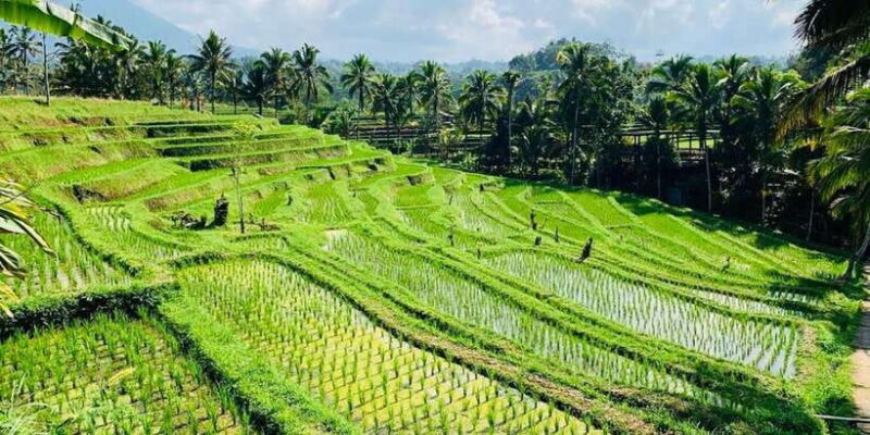 Bali: Tanah Lot, Jatiluwih Terrace, & Ulundanu Beratan Tour - Who Will Love This Tour?