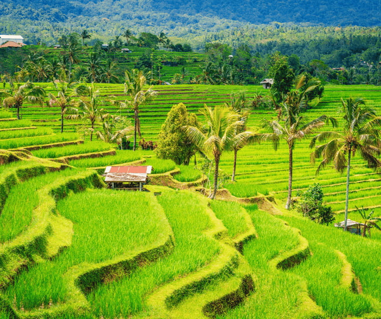 Bali: Tanah Lot, Rice Terrace, Ulun Danu & taman ayun temple - The Pricing and What It Means for You