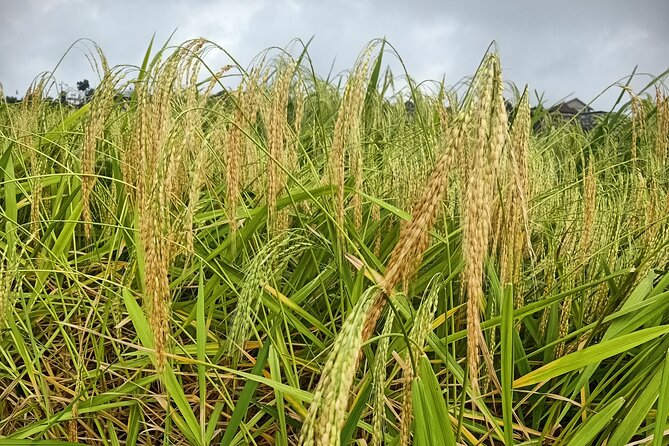 Bali Tanah Lot, Ulun Danu Beratan & Jatiluwih Rice Terrace - What to Expect from the Tour: Detailed Breakdown