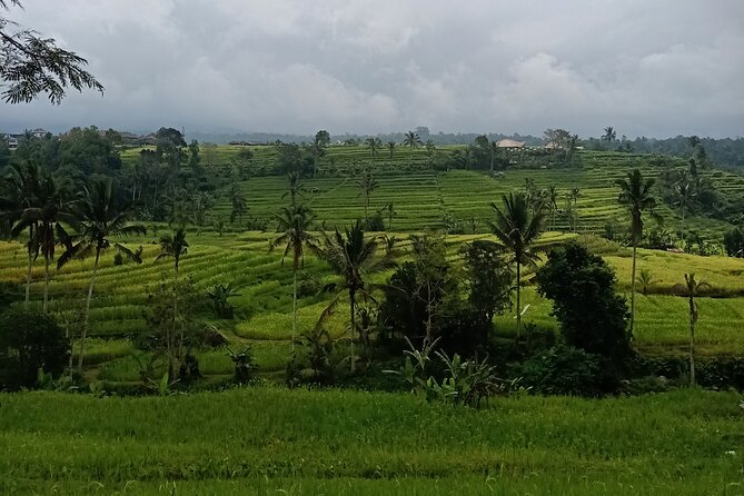 Bali Tanah Lot, Ulun Danu Beratan & Jatiluwih Rice Terrace - What Makes This Tour Stand Out?