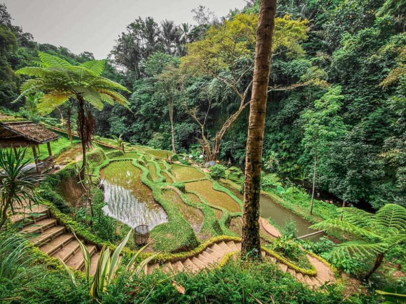 Bali: Taro Village and Holy Spring Water Temple Tour - Who Should Consider This Tour?