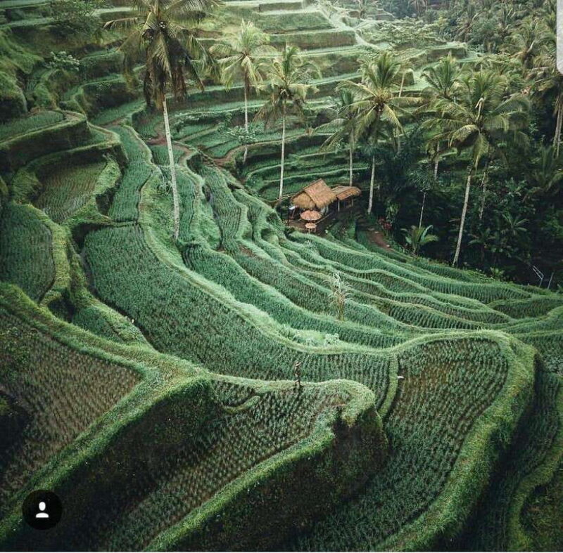 Bali: Tirta empul Temple, Rice terrace and Waterfall - Key Points