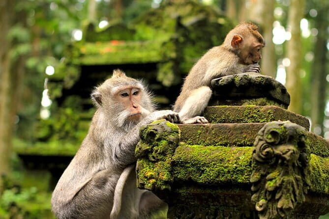 Bali Tour With Private Driver - Why Choose a Private Driver in Bali?