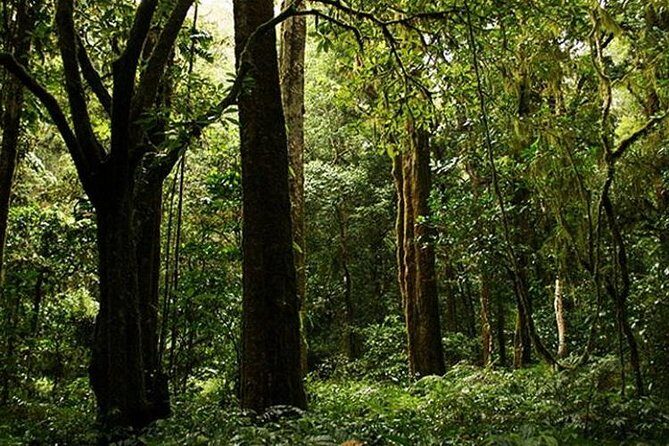 Bali Trekking Tour into the Jungle of Tamblingan forest and canoeing - An In-Depth Look at the Tour Experience
