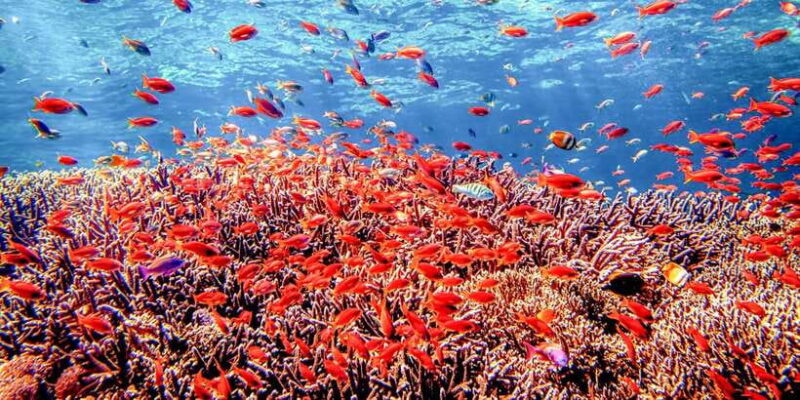 Bali: Tulamben Bay and the USAT Liberty Wreck Dive - Key Points