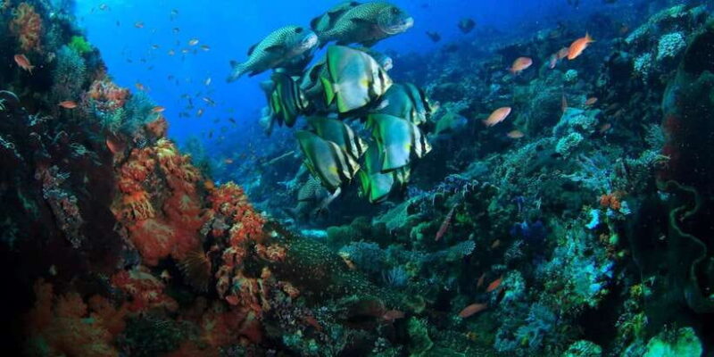Bali: Tulamben USAT Liberty Wreck Scuba Diving - The Diving Experience
