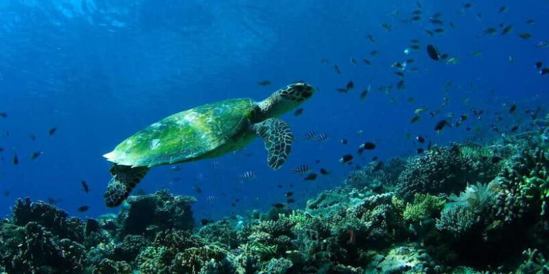 Bali: Tulamben USAT Liberty Wreck Scuba Diving - Practical Details