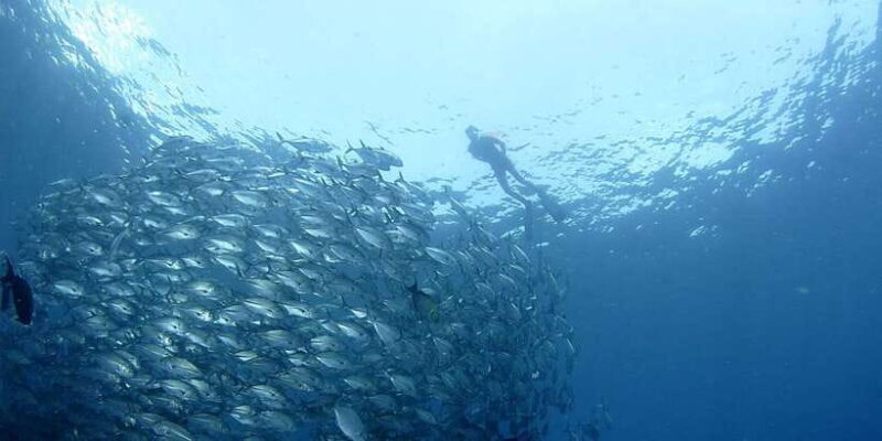 Bali: Tulamben USAT Liberty Wreck Scuba Diving - What to Expect at Each Step